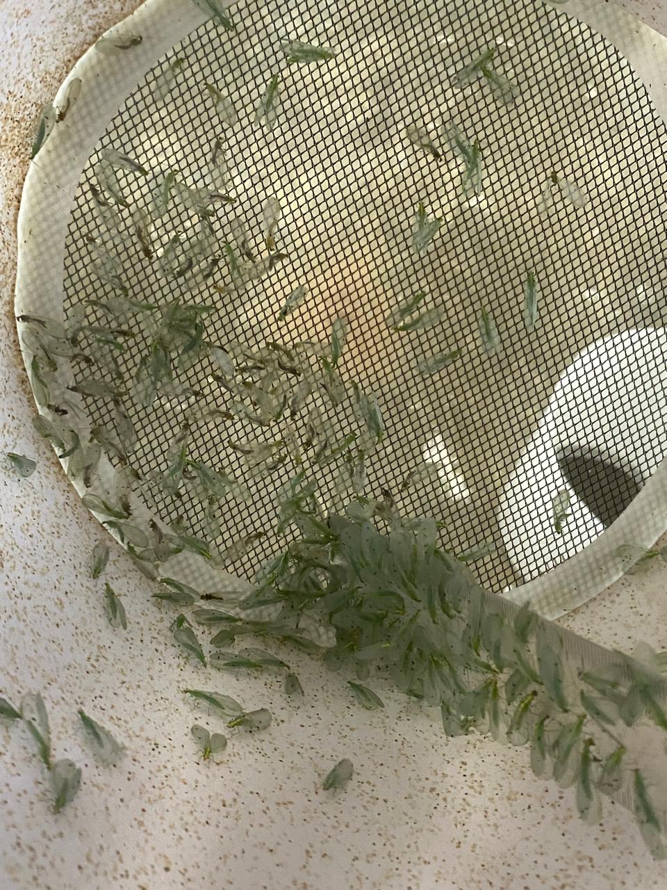 Impulsan control biológico de plagas con insectos benéficos. | La Voz ...